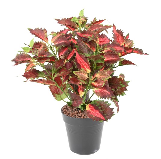 Green-red artificial lace coleus 37 cm